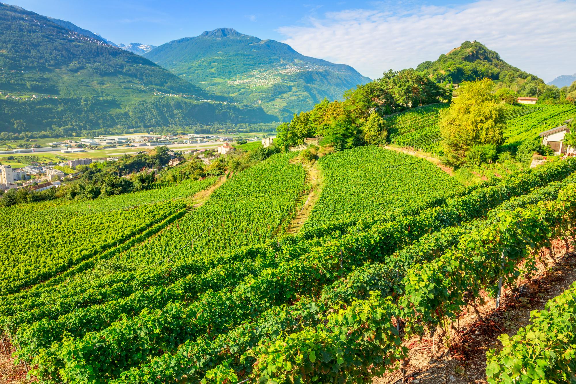 Les 6 vignobles suisses pittoresques et leurs vins