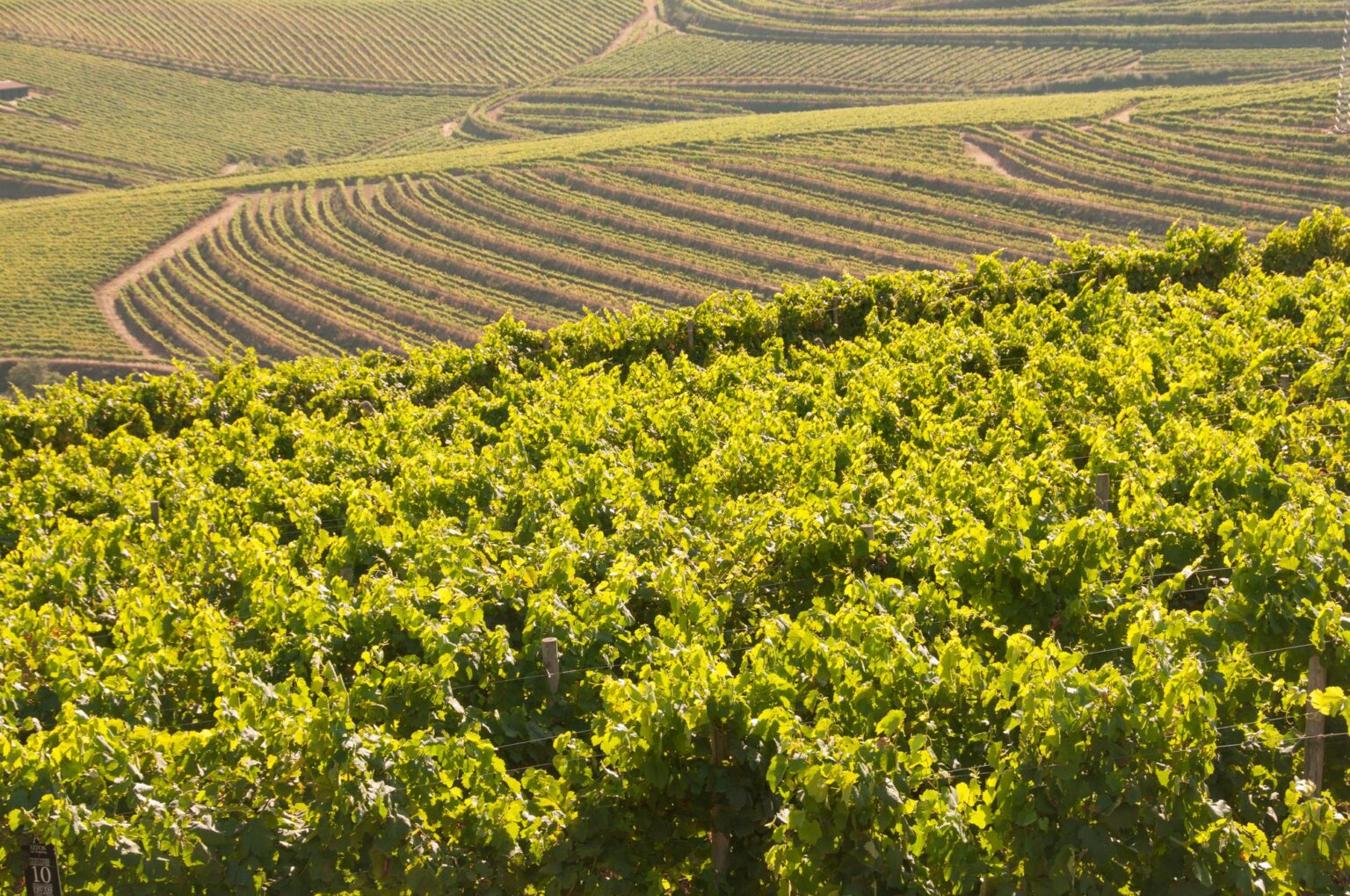 Les 7 vins espagnols à savourer lors de votre voyage