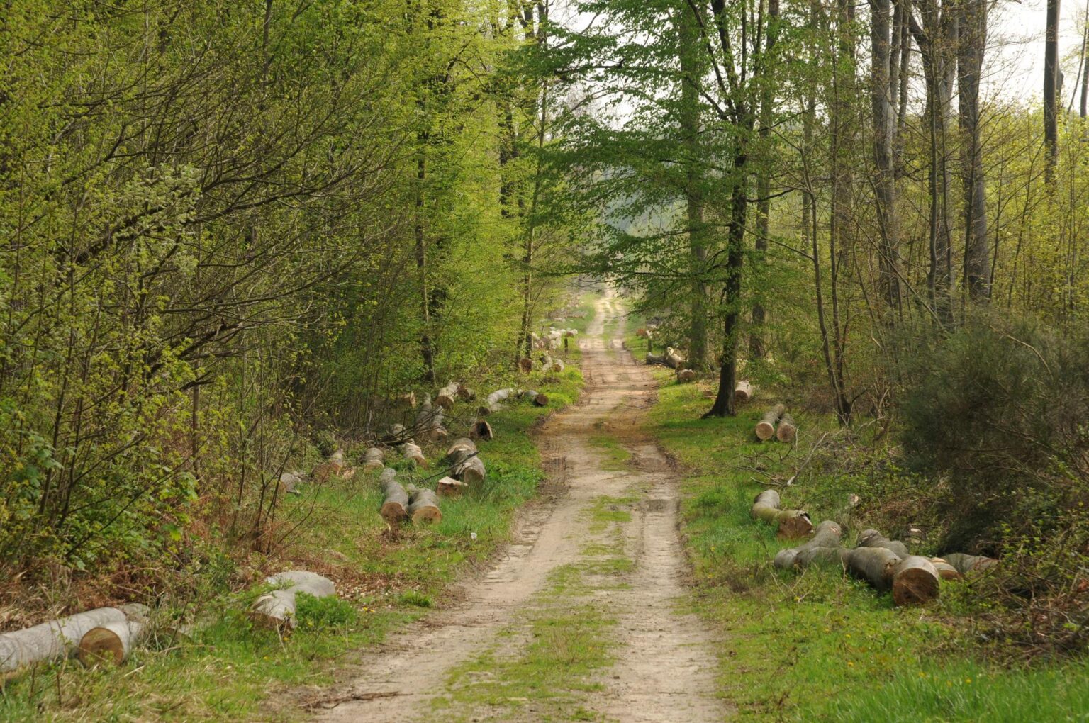 Les 7 forêts à visiter autour de Paris