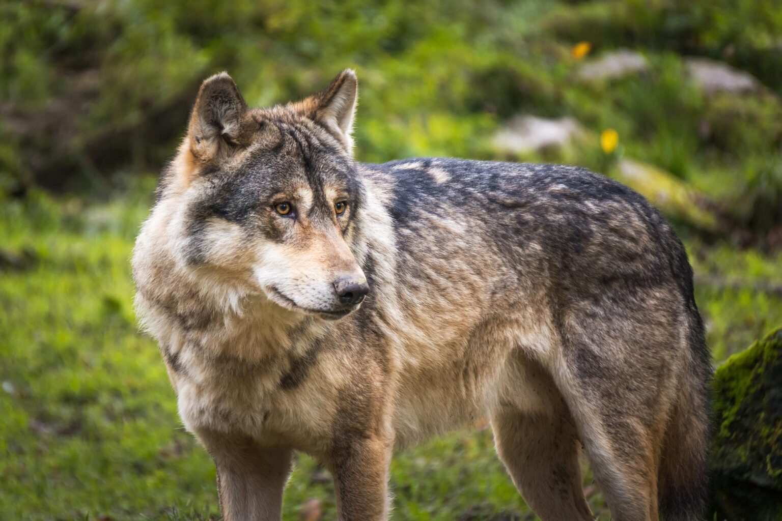 6 randonnées sur les traces des loups en France