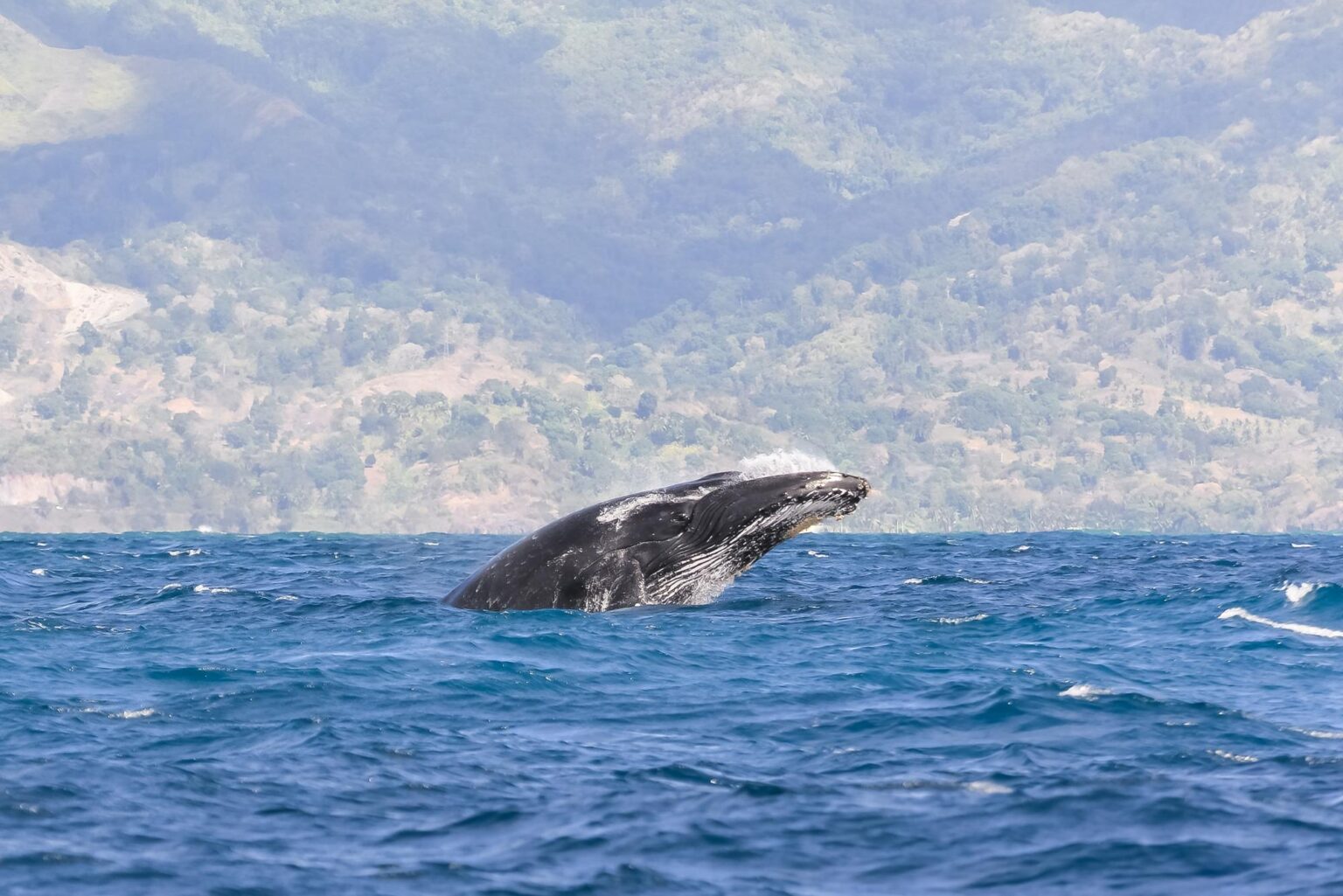 4 sites où observer les baleines en Polynésie française