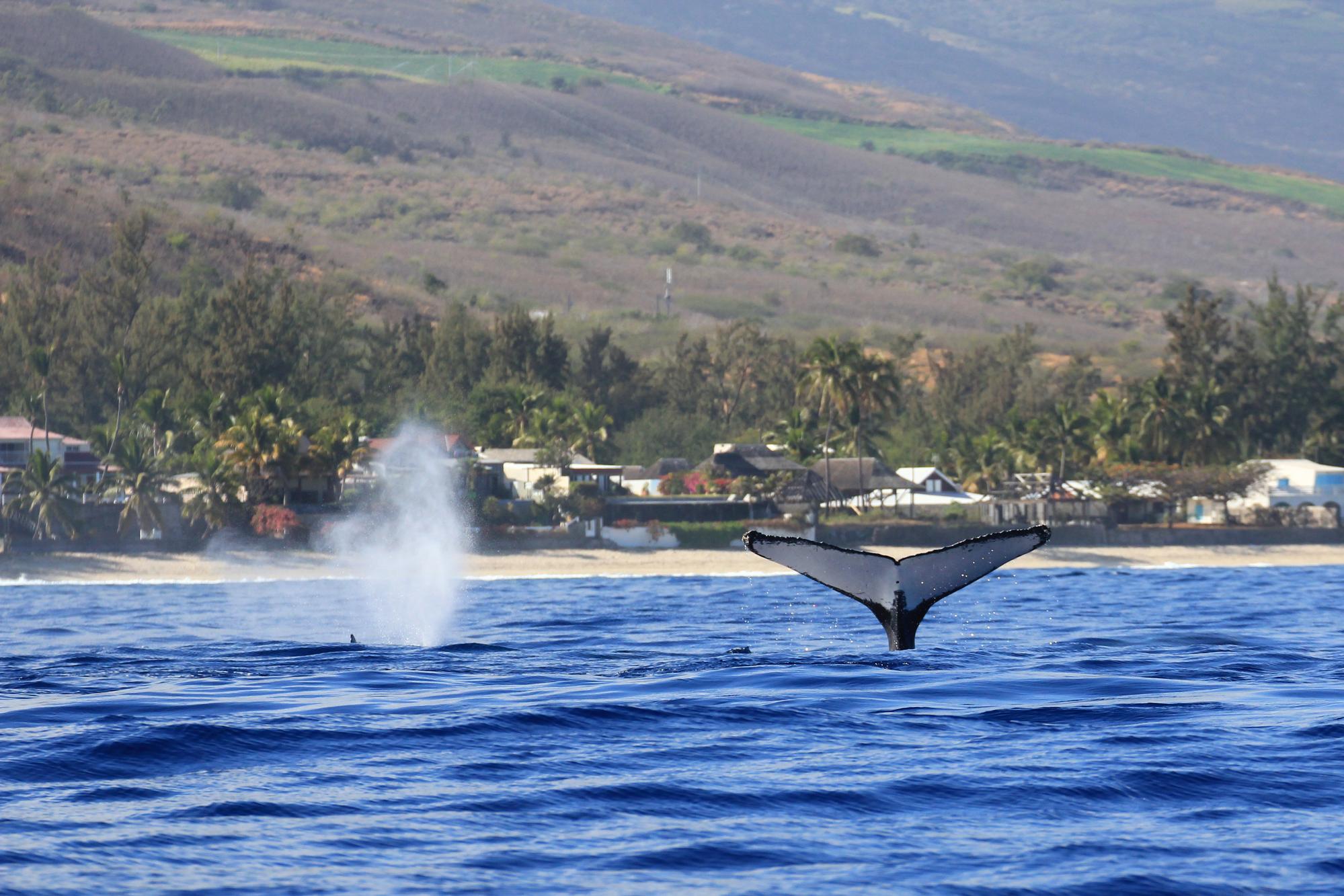 4 façons de partir observer les baleines et dauphins sur l'île de La ...