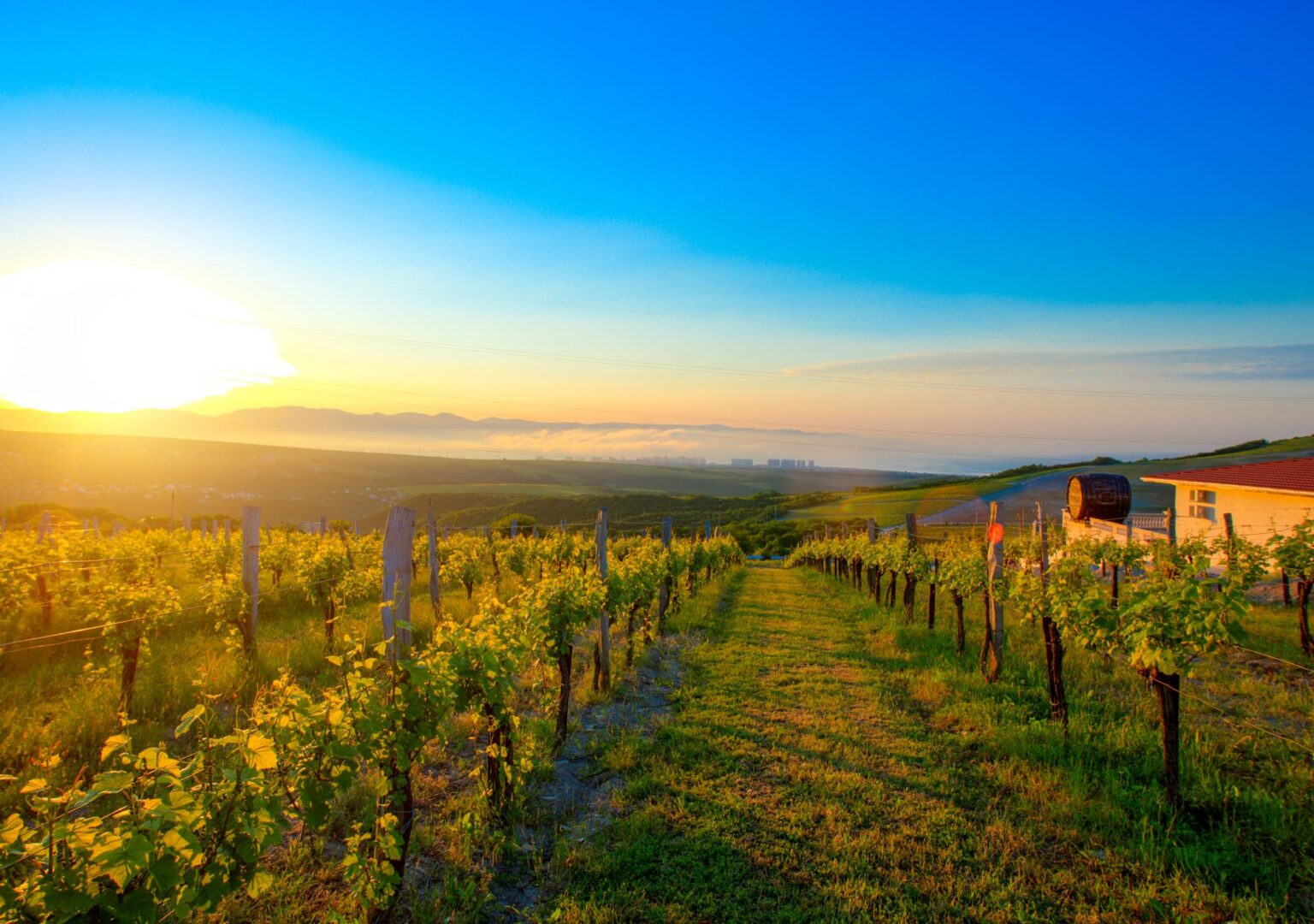 Les 10 produits AOP les plus gourmands d'Auvergne-Rhône-Alpes