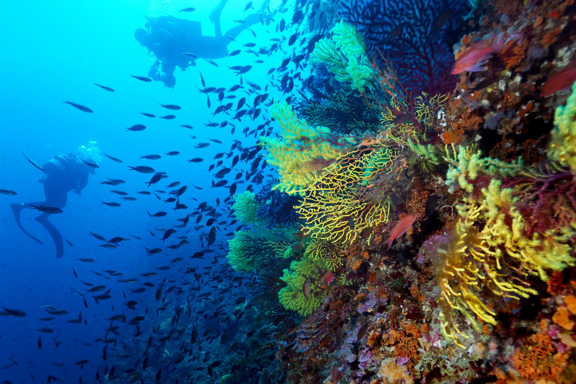 Les 6 plus beaux spots de plongée de Croatie
