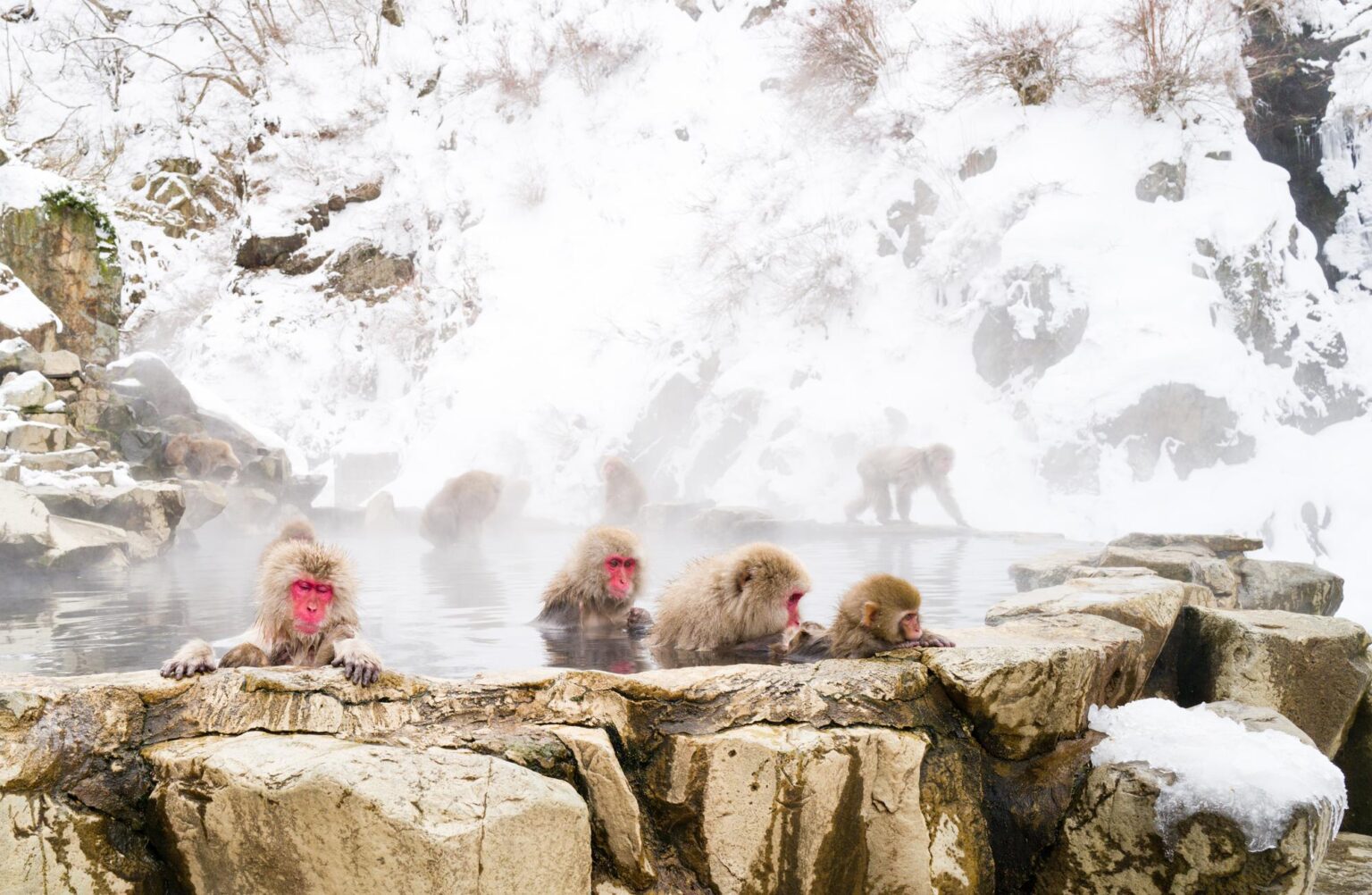 Visiter le Parc des Singes Jigokudani au Japon : billets, prix, horaires