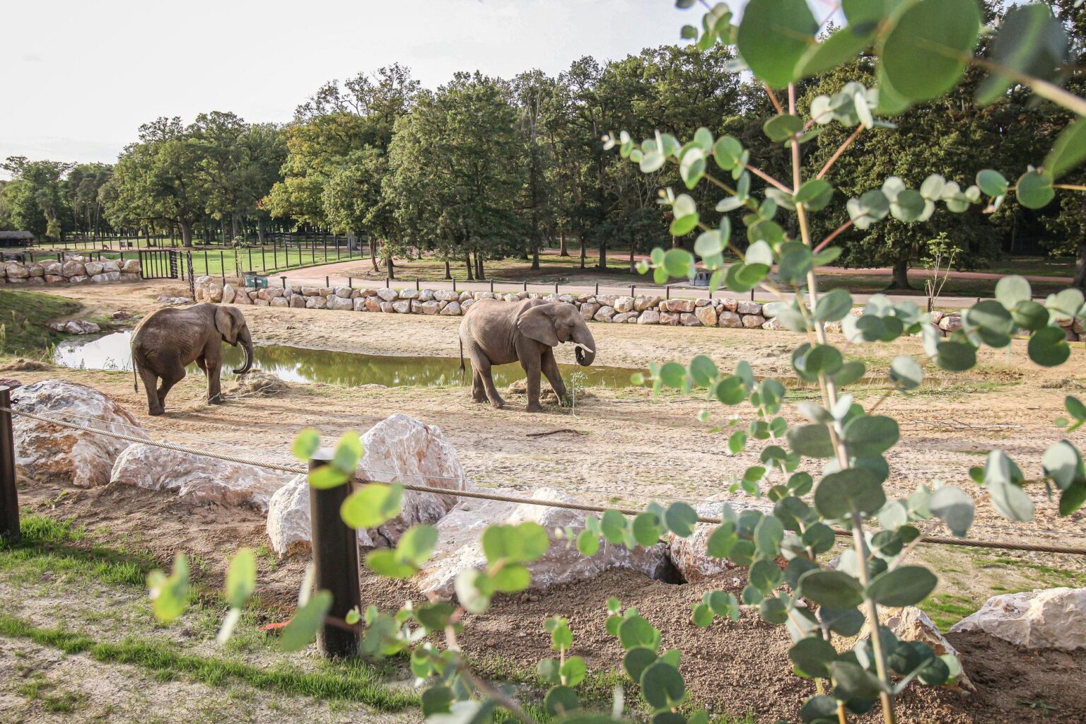 Visiter le Zoo de Thoiry : billets, prix, horaires