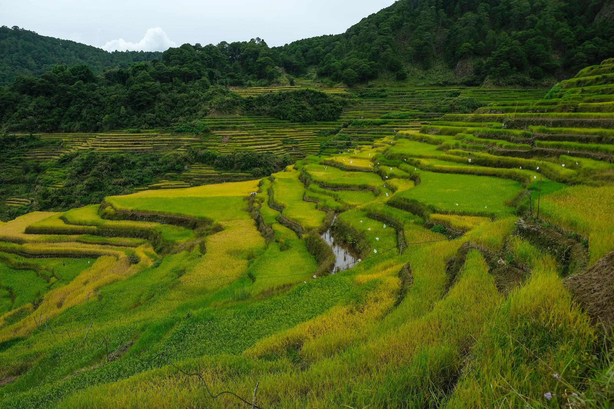 Les 7 plus belles rizières à voir aux Philippines