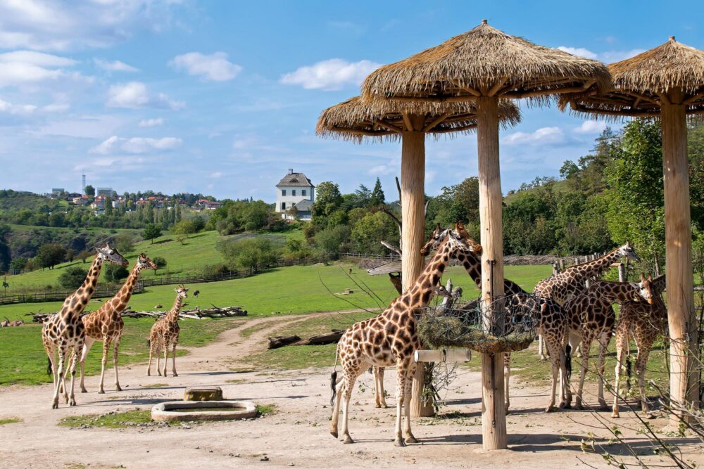 Visiter le Zoo de Prague : billets, prix, horaires